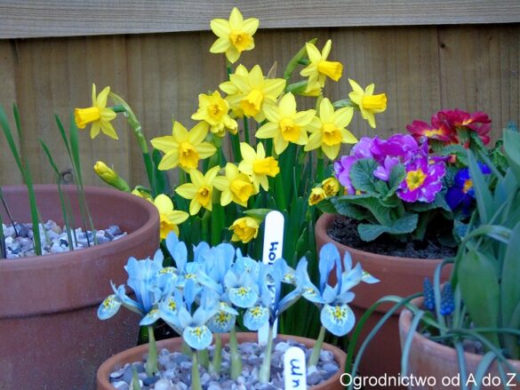 Narcyzy (Narcissus) – uprawa i pielęgnacja w ogrodzie krok po kroku ...