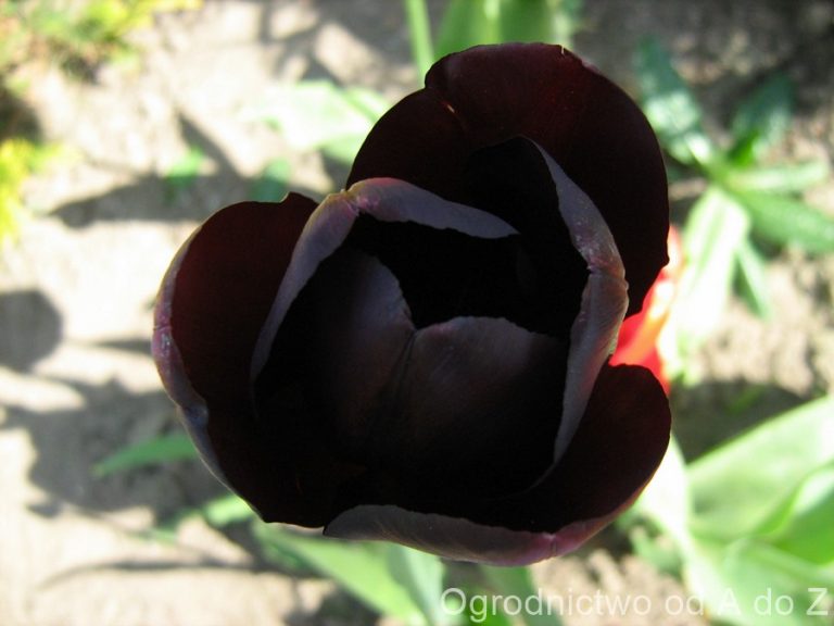 Tulipan ‘Queen of Night’ (Tulipa ‘Queen of Night’)- wygląd, uprawa i ...