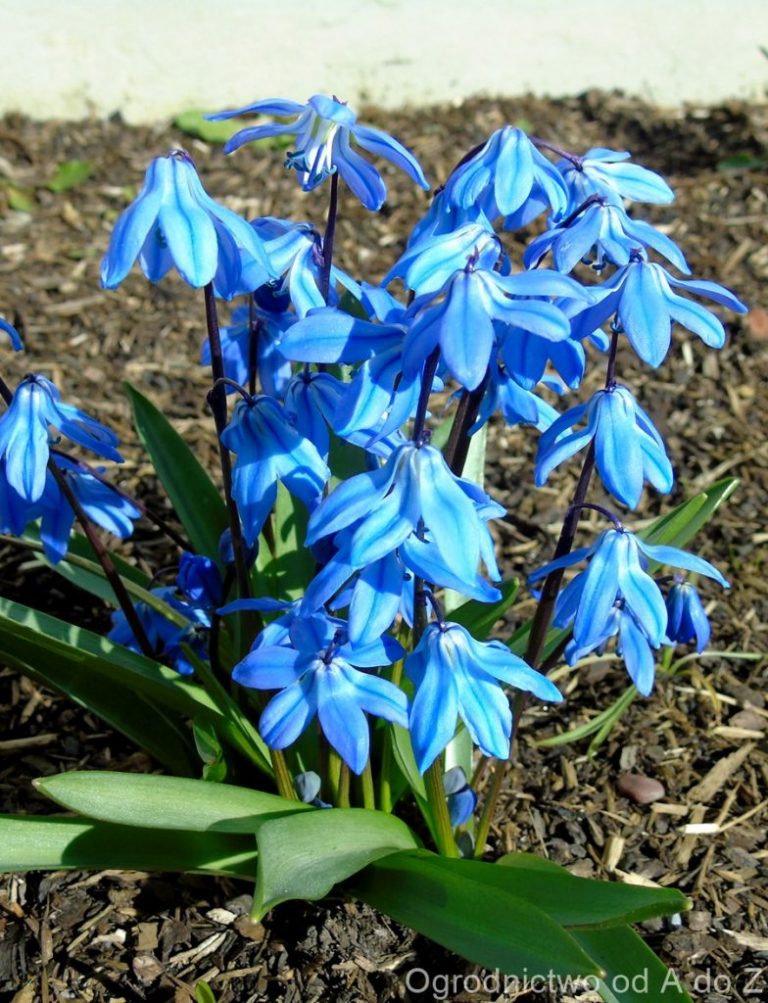 Cebulica syberyjska- Scilla siberica (Rośliny w obiektywie)