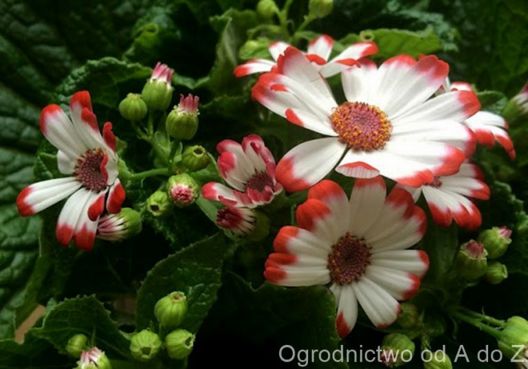Cyneraria- Pericallis x hybrida (Rośliny w obiektywie)