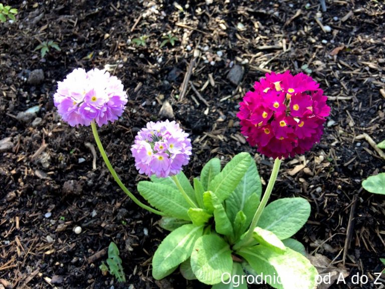 Pierwiosnek ząbkowany (Primula denticulata)- wygląd, uprawa i pielęgnacja